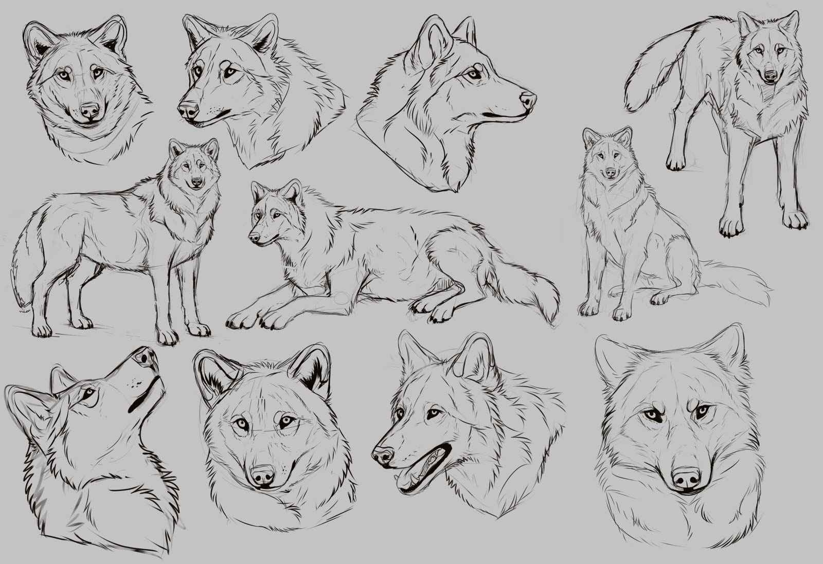 Wolf Drawing Reference And Sketches For Artists